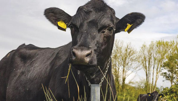 Seen & Heard: Robotic dogs, coral bleaching, songs for cows - GPS World